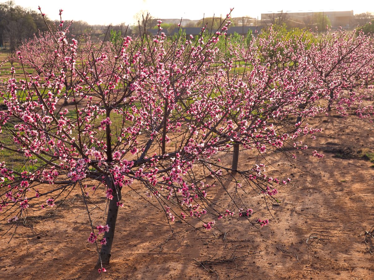 When is Peach Season in Your State? | Fischer & Wieser